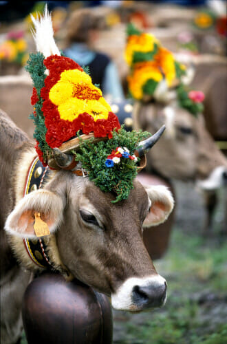 Pssst! Here’s a Secret about the Alps - Run the Alps